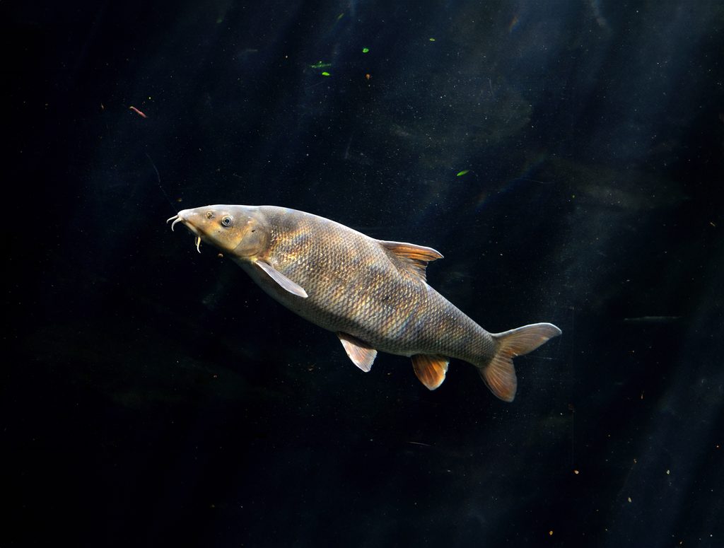 Parma obecná | Chyť a pusť