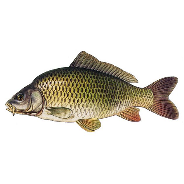Kapr obecný | Chyť a pusť