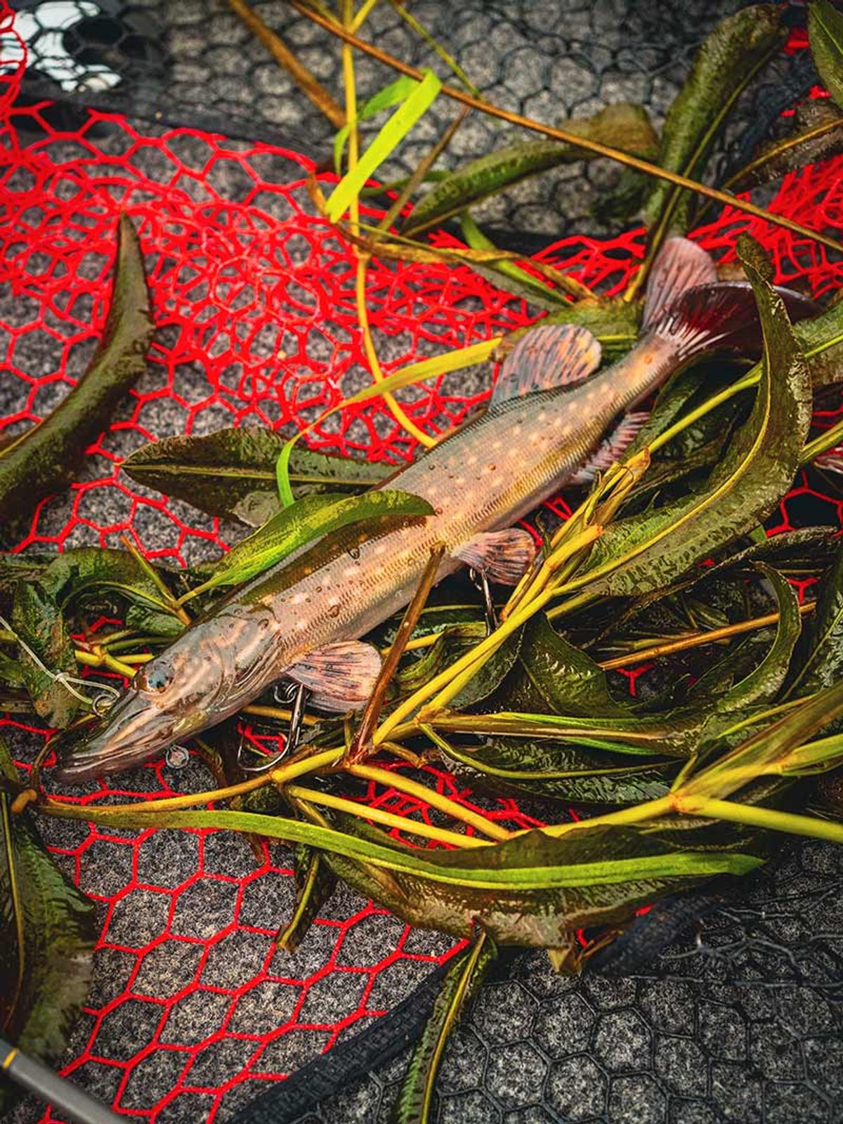 Fox Rage Gumová nástraha Ultra-Realistic Pike Replicant | Chyť a pusť