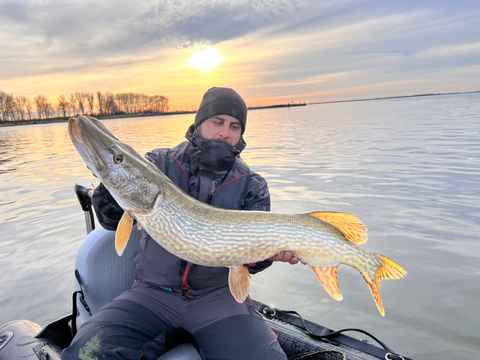 Štika obecná | Chyť a pusť