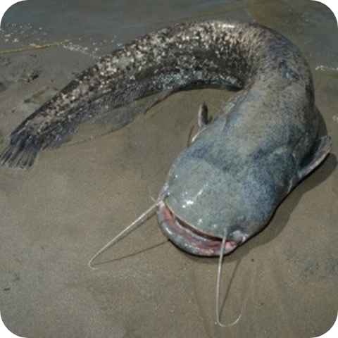 Sumec velký | Chyť a pusť