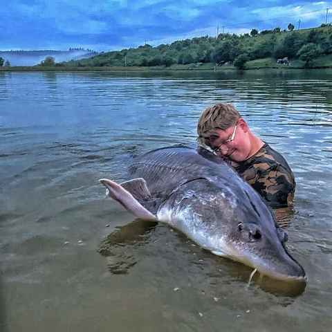 Jeseter velký | Chyť a pusť