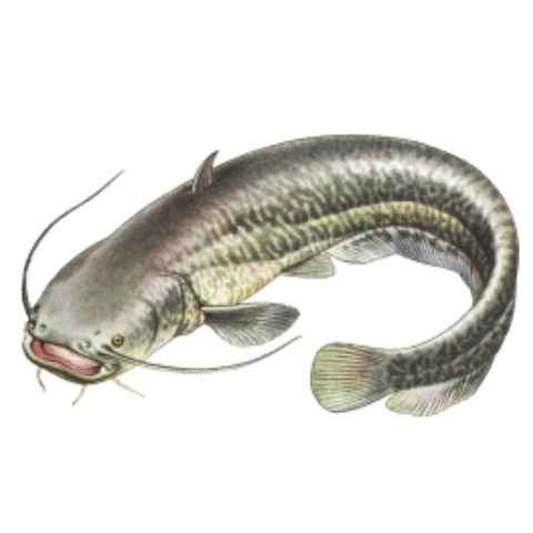 Sumec velký | Chyť a pusť