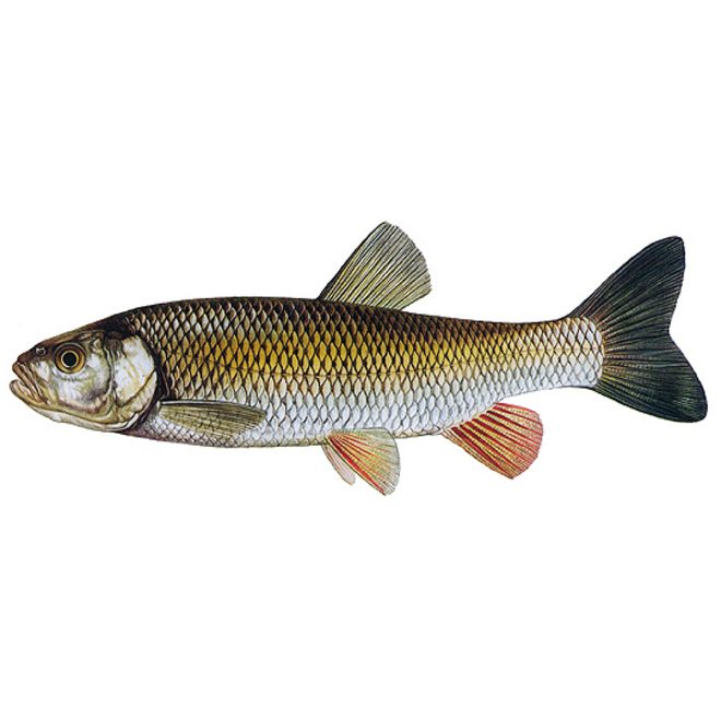 Nedravé ryby | Chyť a pusť