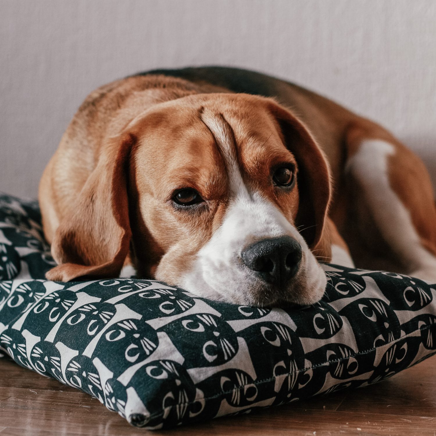 Acana Dog Heritage Senior 2 kg - Granule - Elektro-Obojky.cz