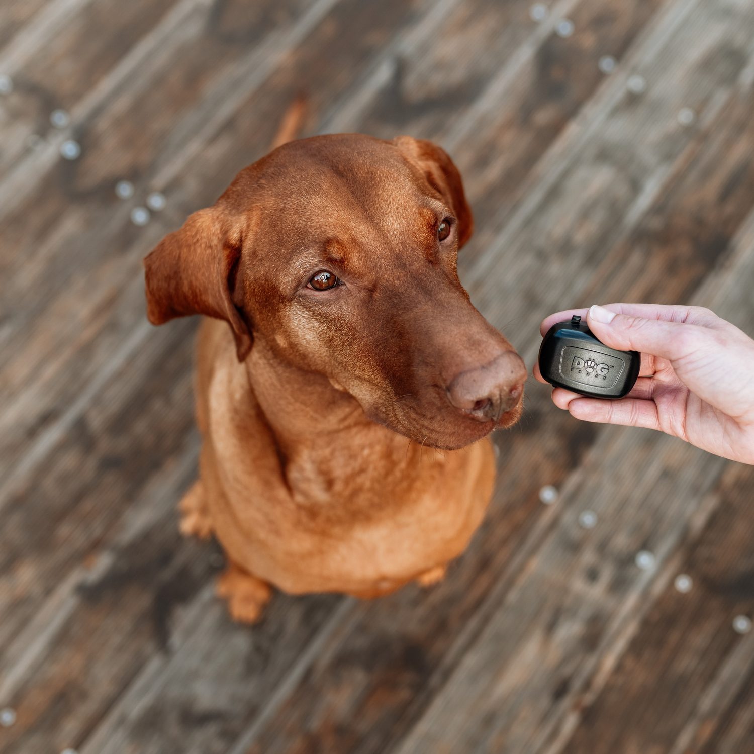 Dogtrace GPS Mini: Das „Must-have“-Gadget des Jahres - Reedog.de