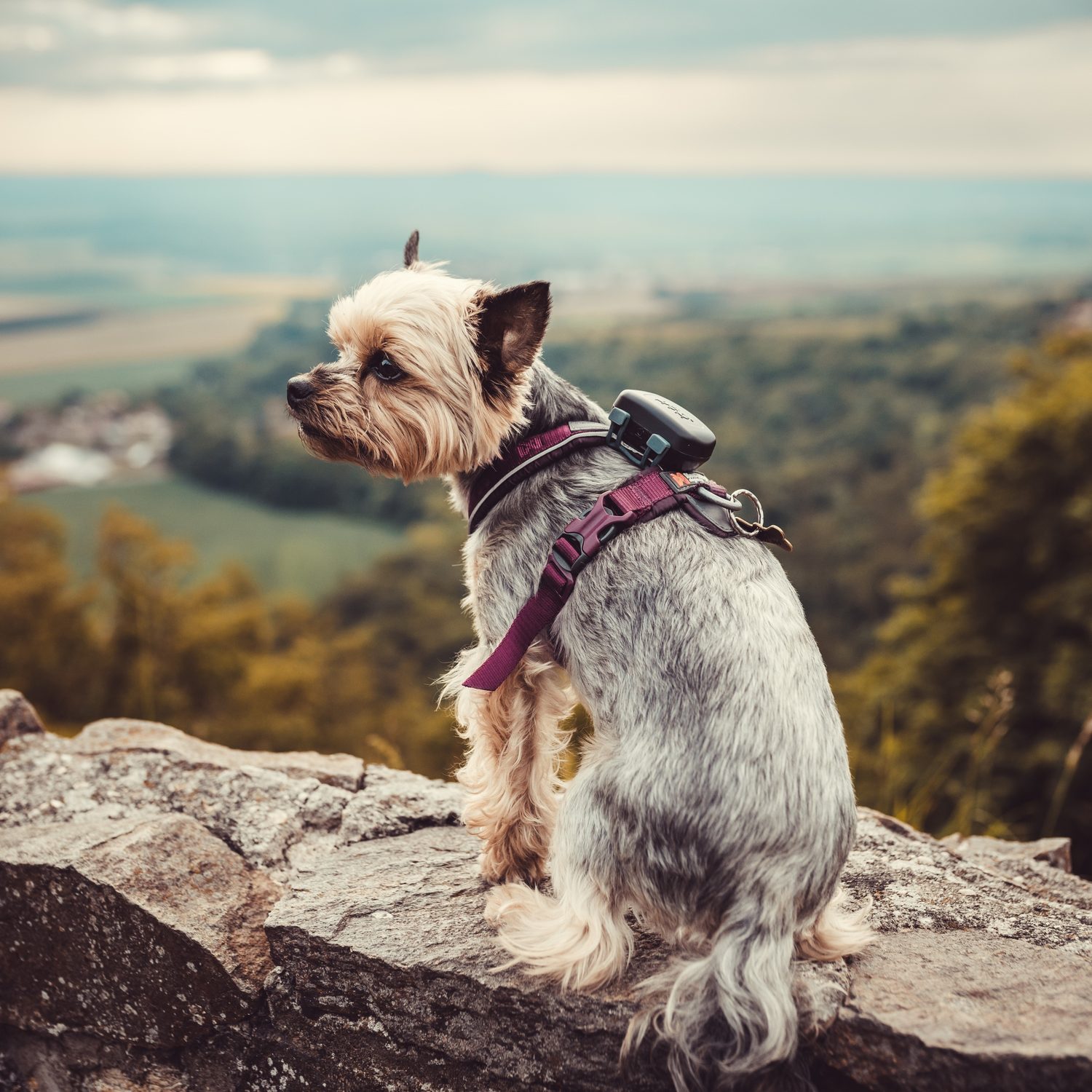 Dogtrace GPS Mini: Das „Must-have“-Gadget des Jahres - Elektro ...