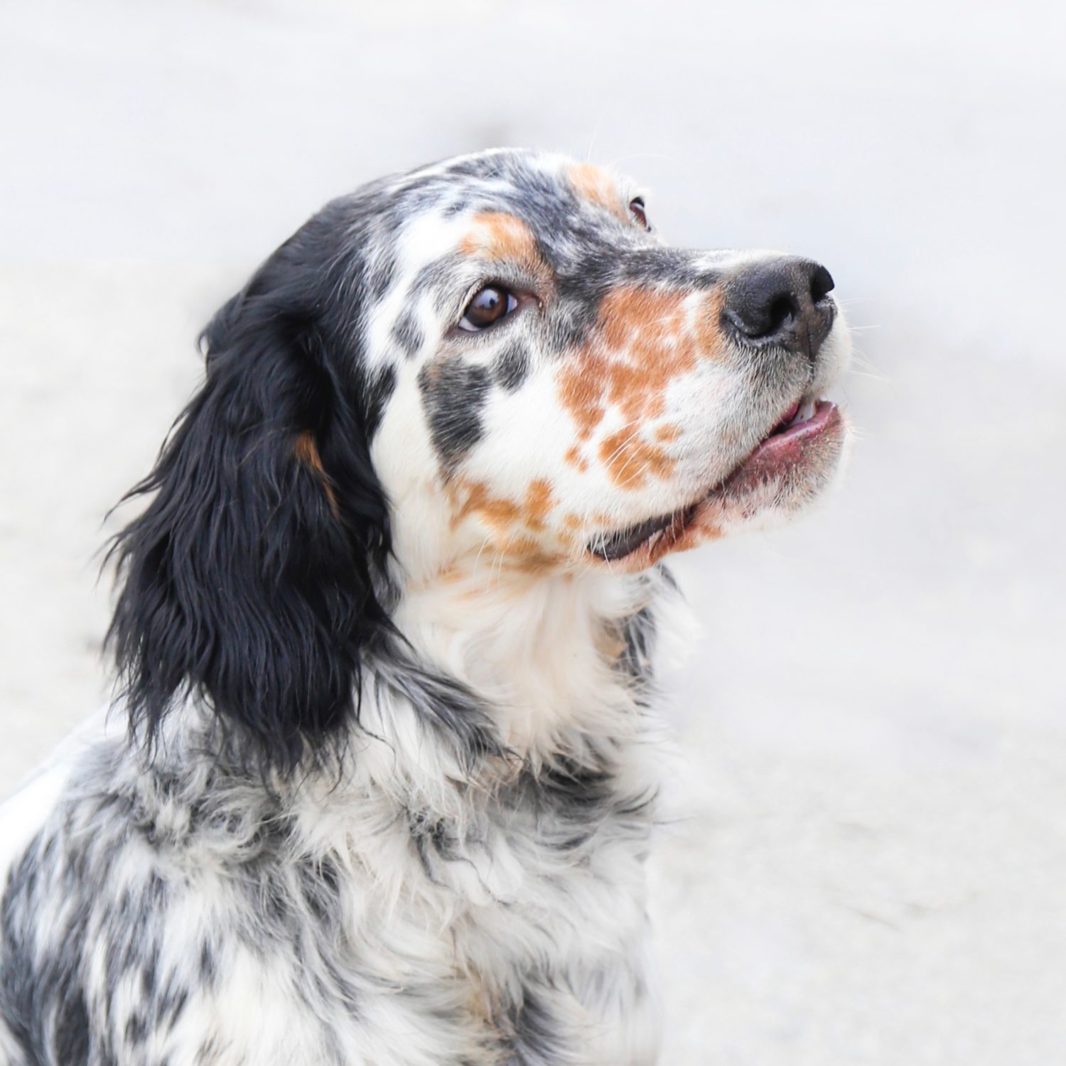 Calibra Dog Premium konzerva Veal & Chicken 1240 g - Konzervy a ...