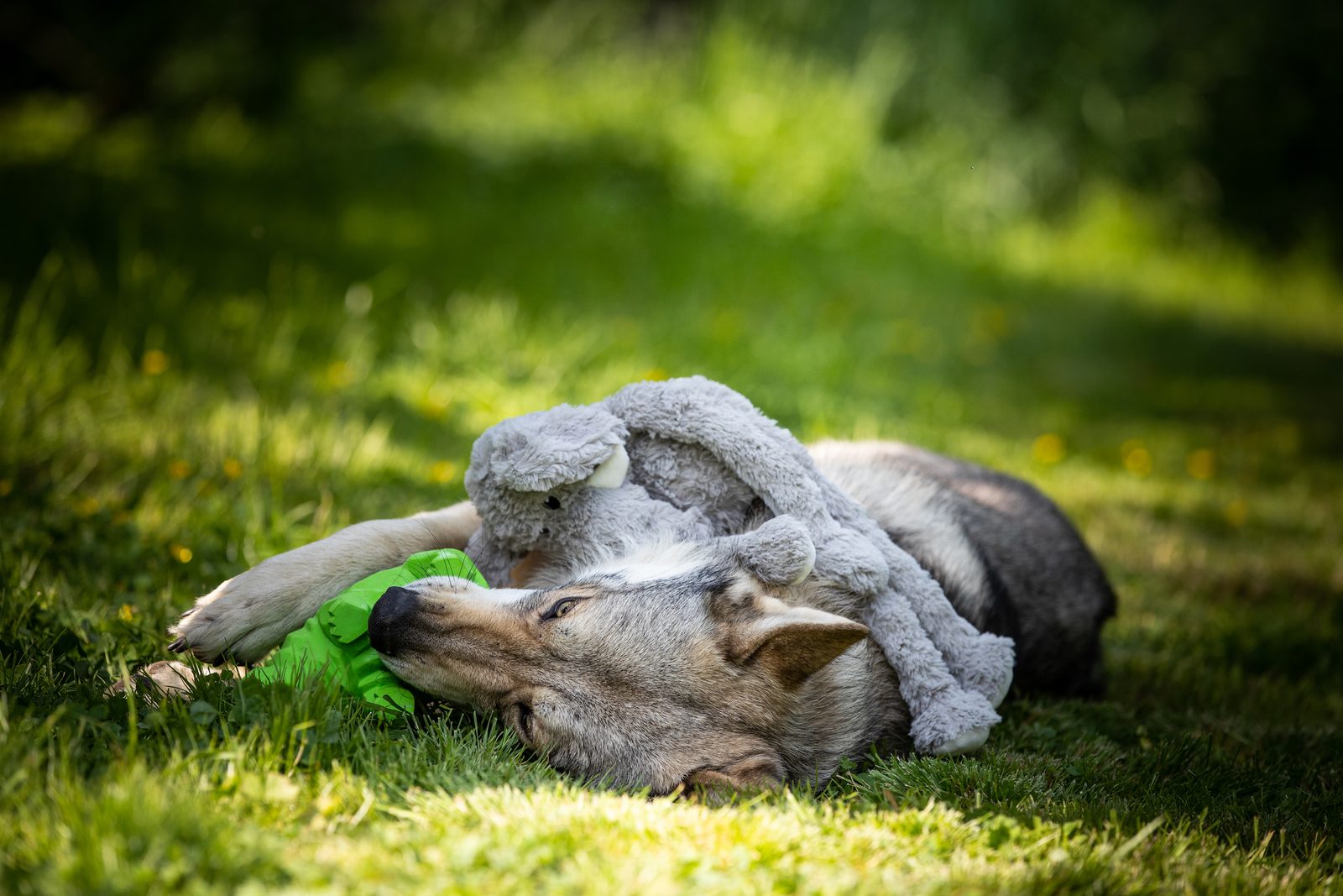 Multipet Origami Pals chrochtající hroch latex 20,5 cm - Multipet ...