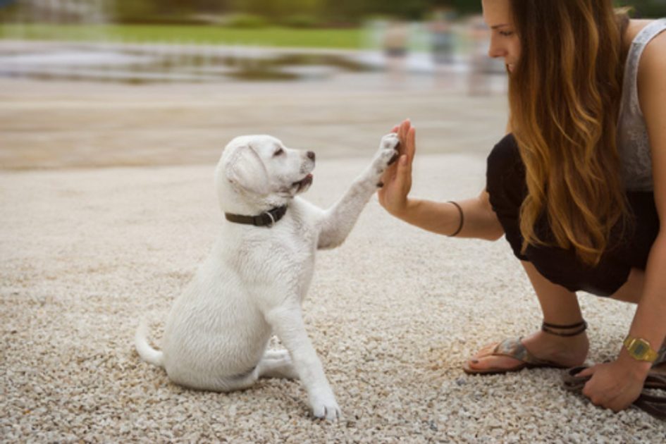Jak cvičit psa a naučit ho základní povely - Reedog.cz