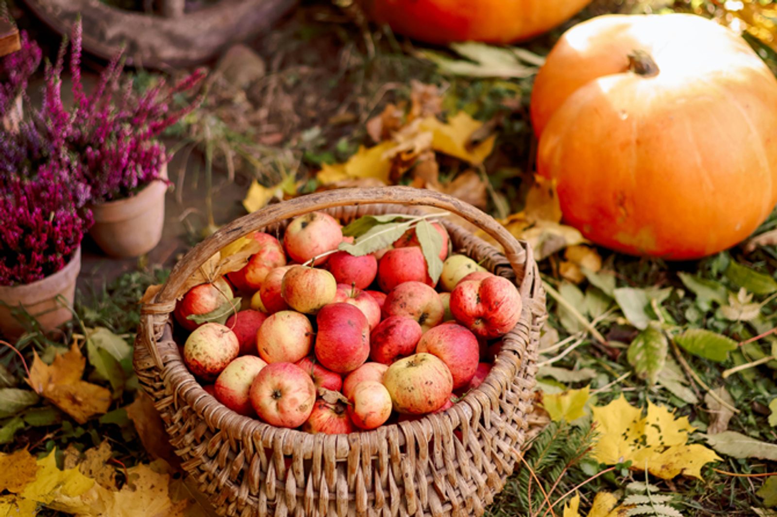 Jeseň v záhrade. Aké práce vás čakajú? | HECHT.SK