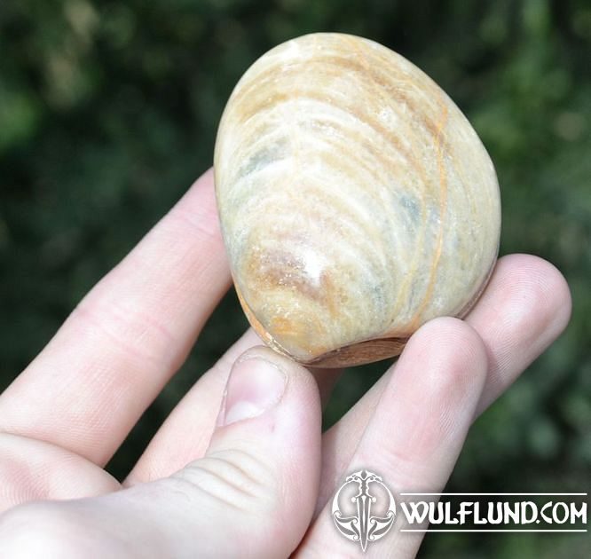 CLAM SHELL, FOSSIL, Madagascar fossils Moldavites, minerals, fossils ...