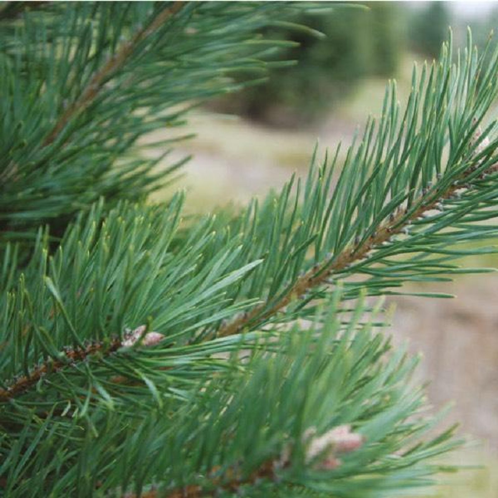 Scots Pine Travel Container Wulflund