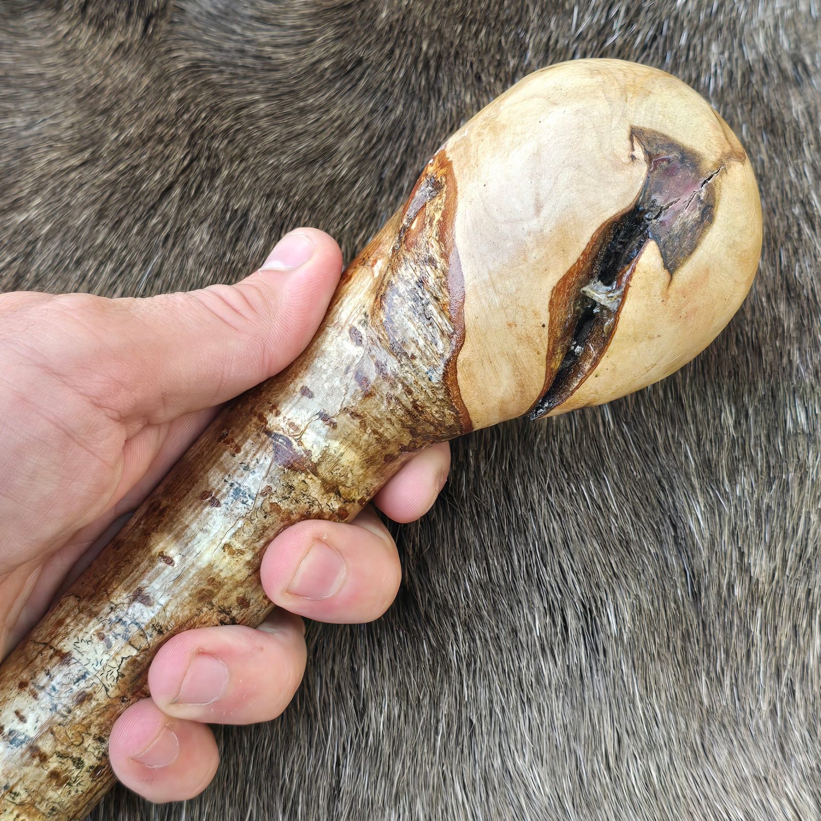 Shillelagh - Irish cane, hazel, Casey's Blackthorns Wulflund