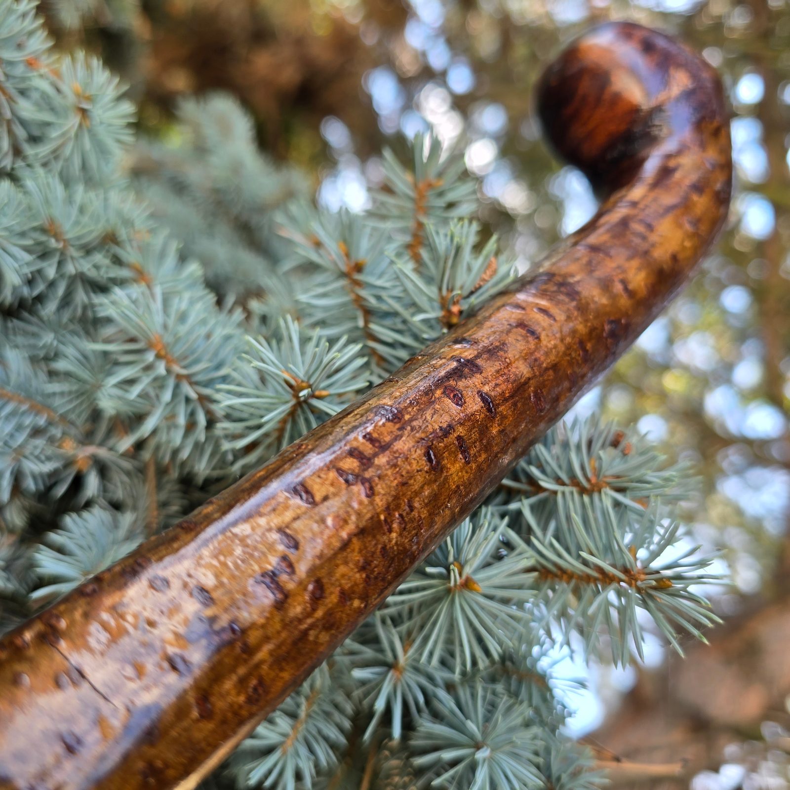 Shillelagh - Irish cane, hazel, Casey's Blackthorns Wulflund