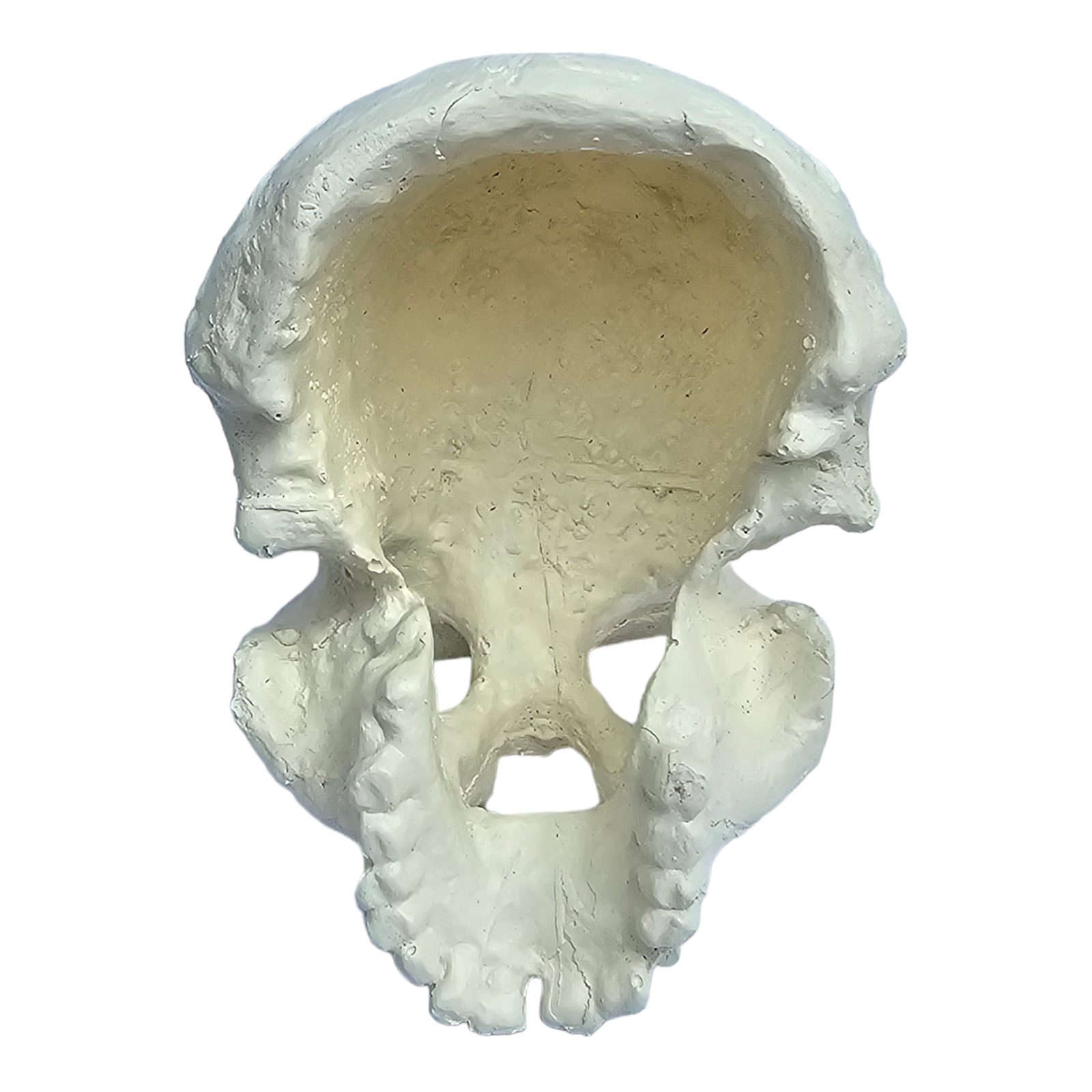 NEANDRTAL, protohuman, skull Wulflund