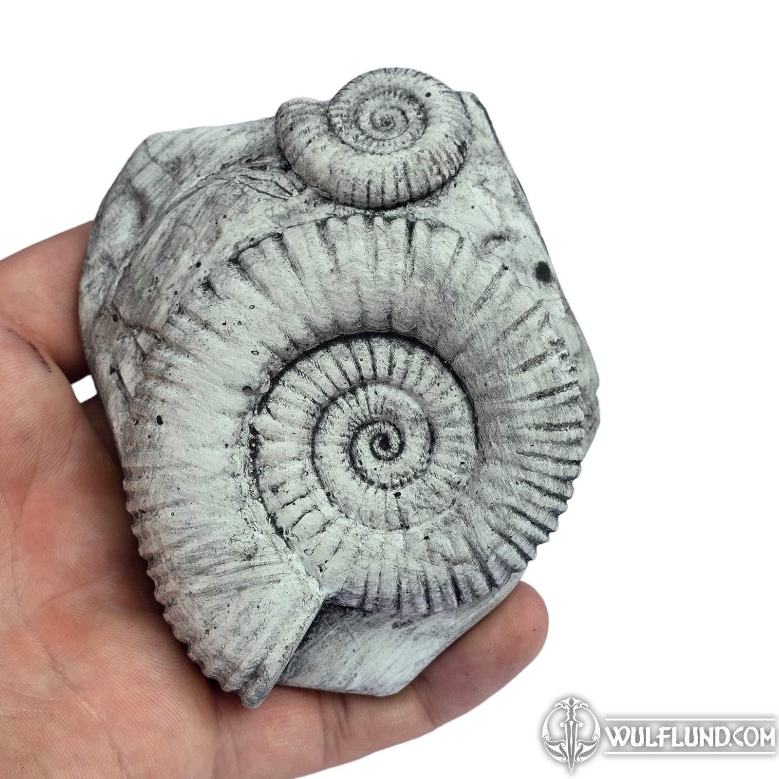 AMONIT, replica of a fossil figures, lamps, cups Decorations, Home ...