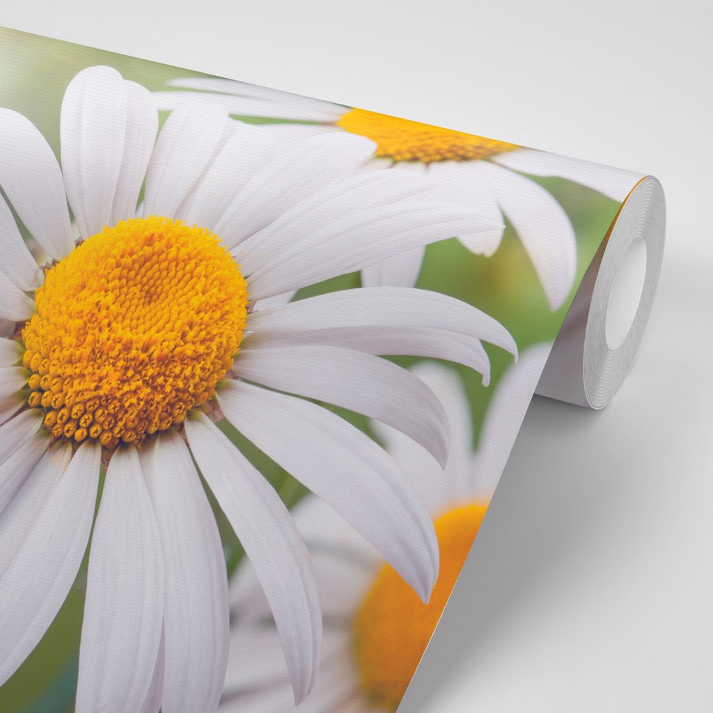 Wall mural daisy flowers | Dovido.com