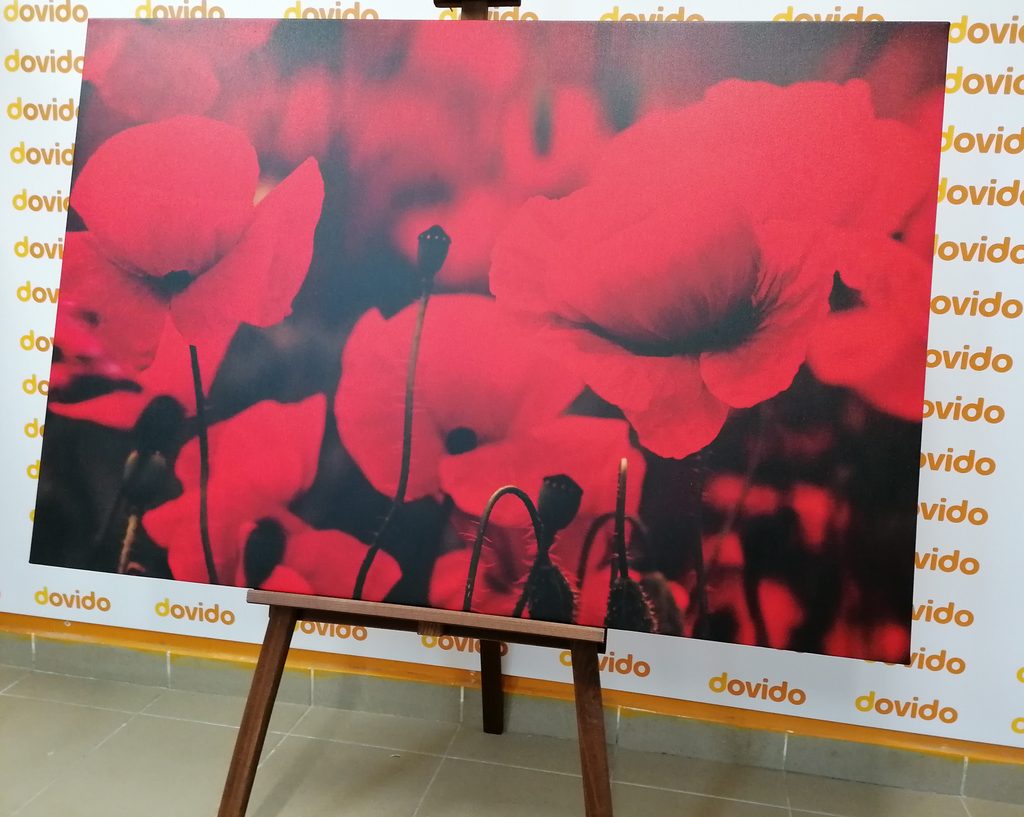 Slika polje divjega maka | Dovido.si