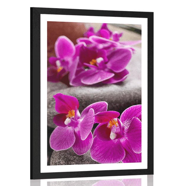 Orchid posters | Dovido.com
