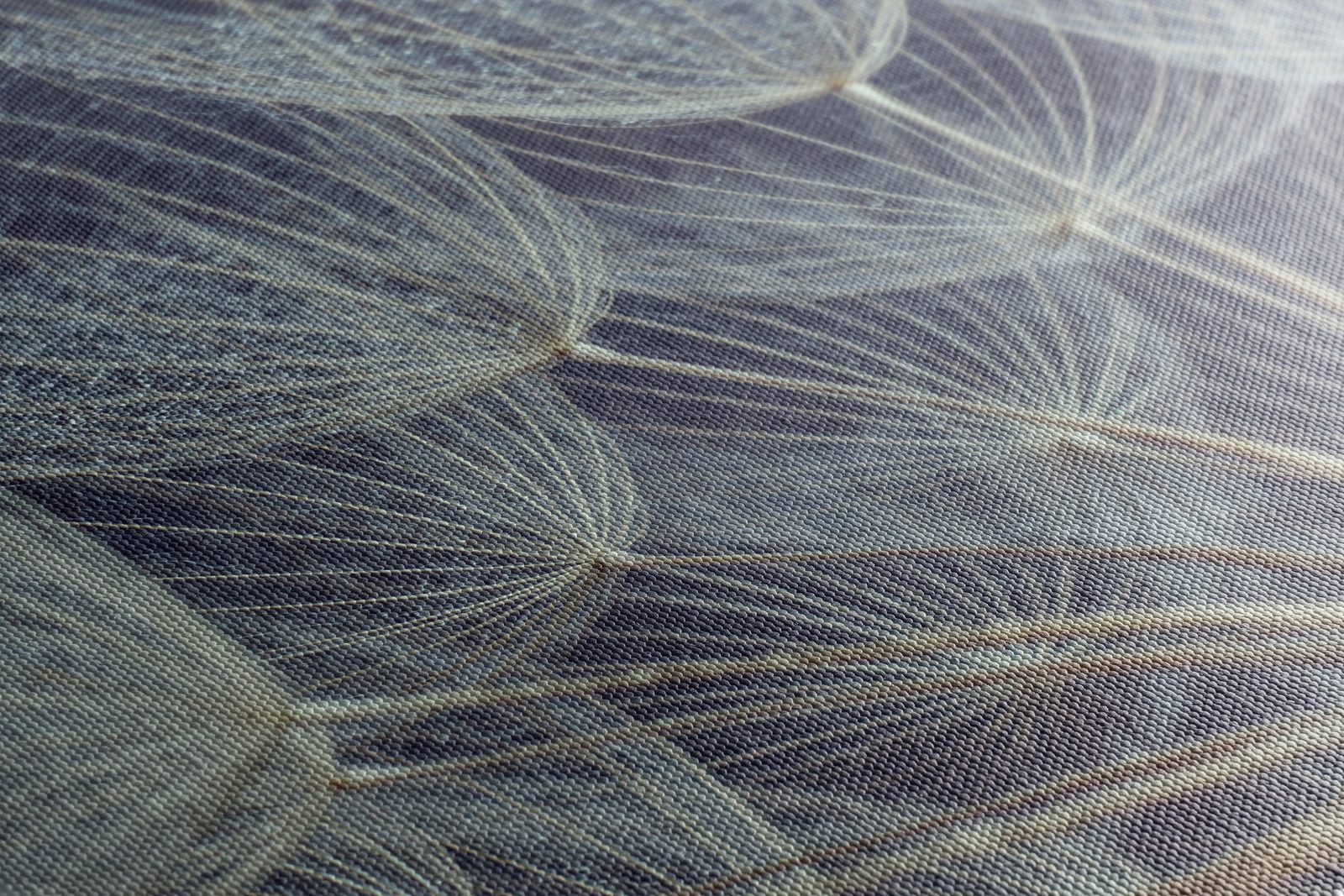 Obraz ranná rosa na púpave | Dovido.sk