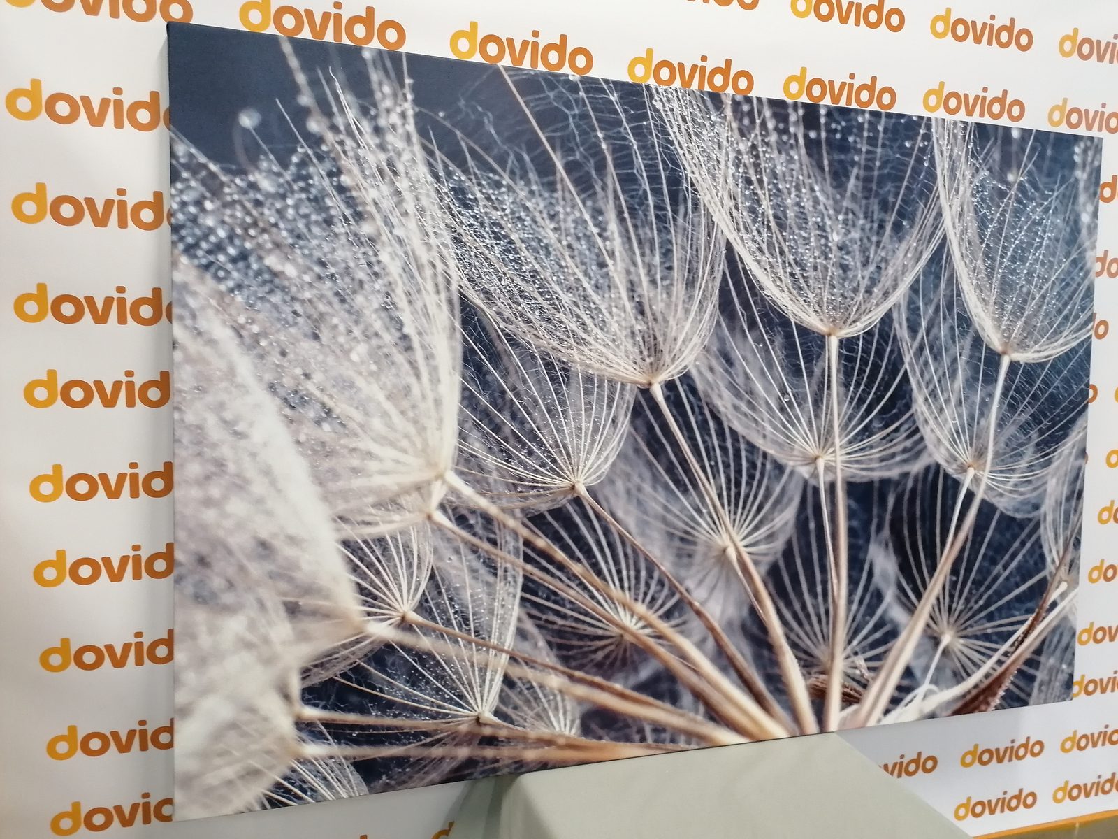 Obraz ranná rosa na púpave | Dovido.sk