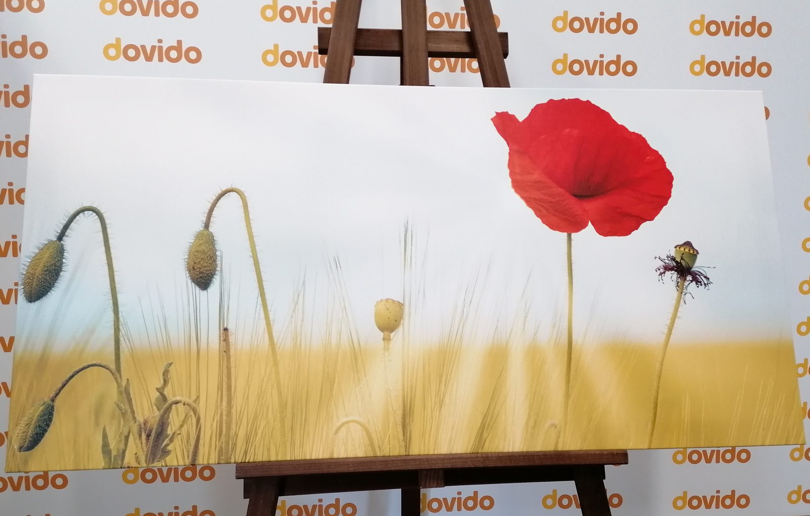 Obraz divý mak | Dovido.sk