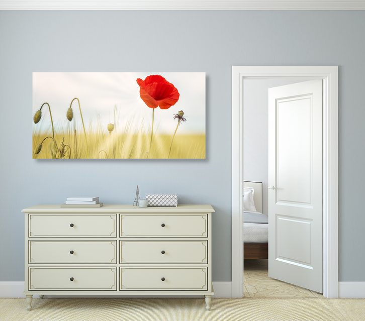 Obraz divoký mák | Dovido.cz