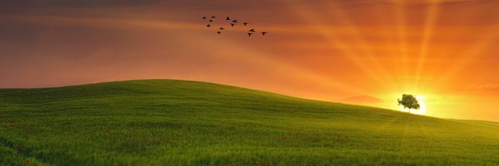 Slika drevo na travniku | Dovido.si