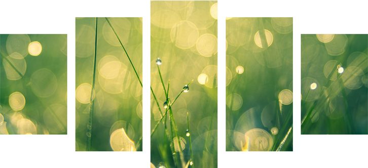 5-dielny obraz ranná rosa | Dovido.sk