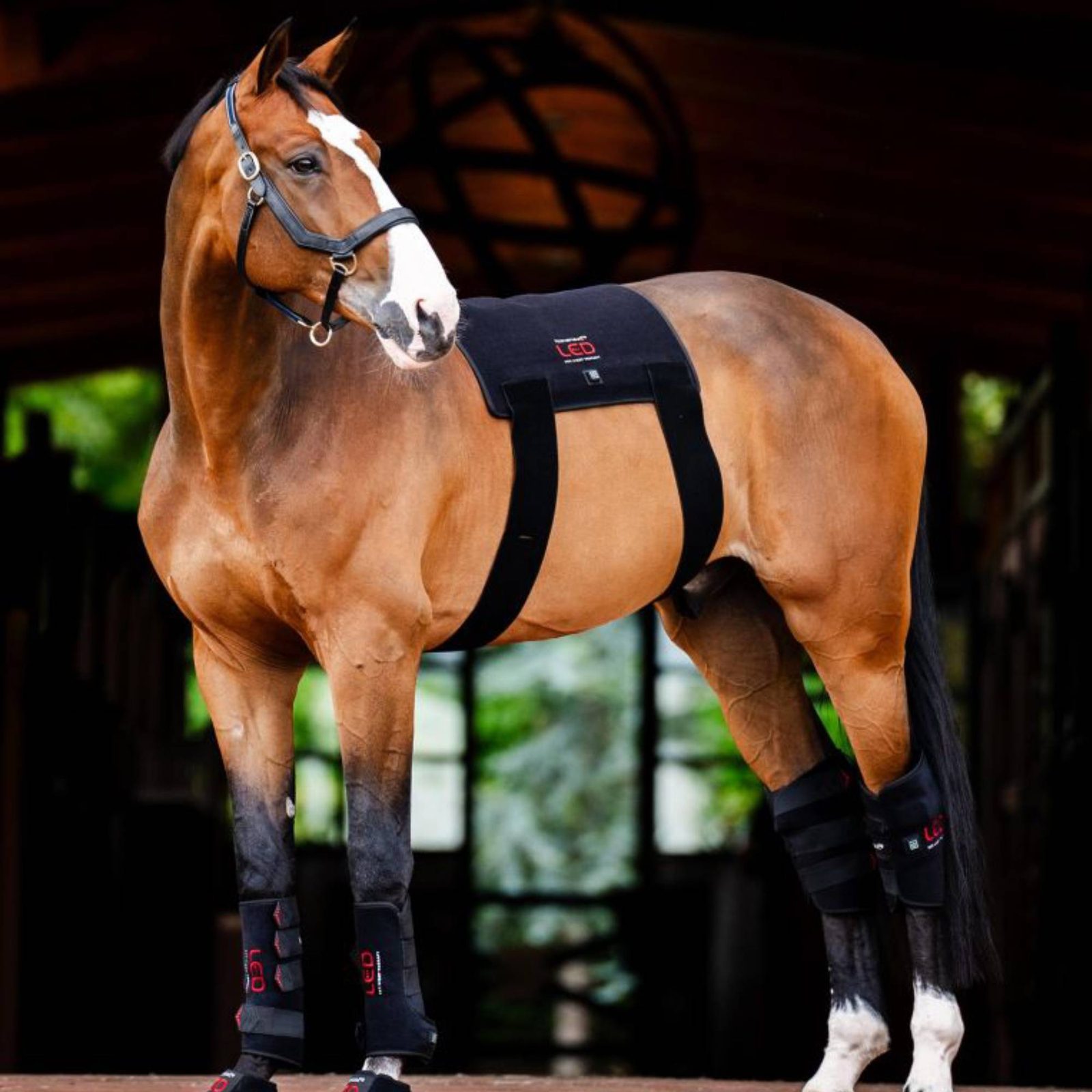 Kamaše Horseware® LED Red Light Therapy Leg Wrap 1ks - Equiservis.cz