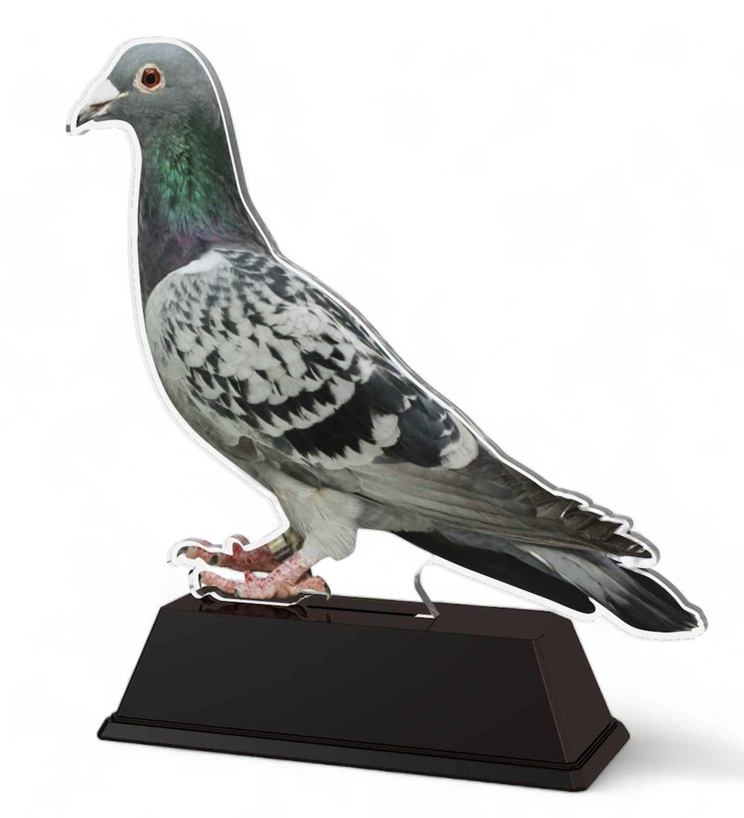 Ostrava Pigeon Trophy | Trophy Monster